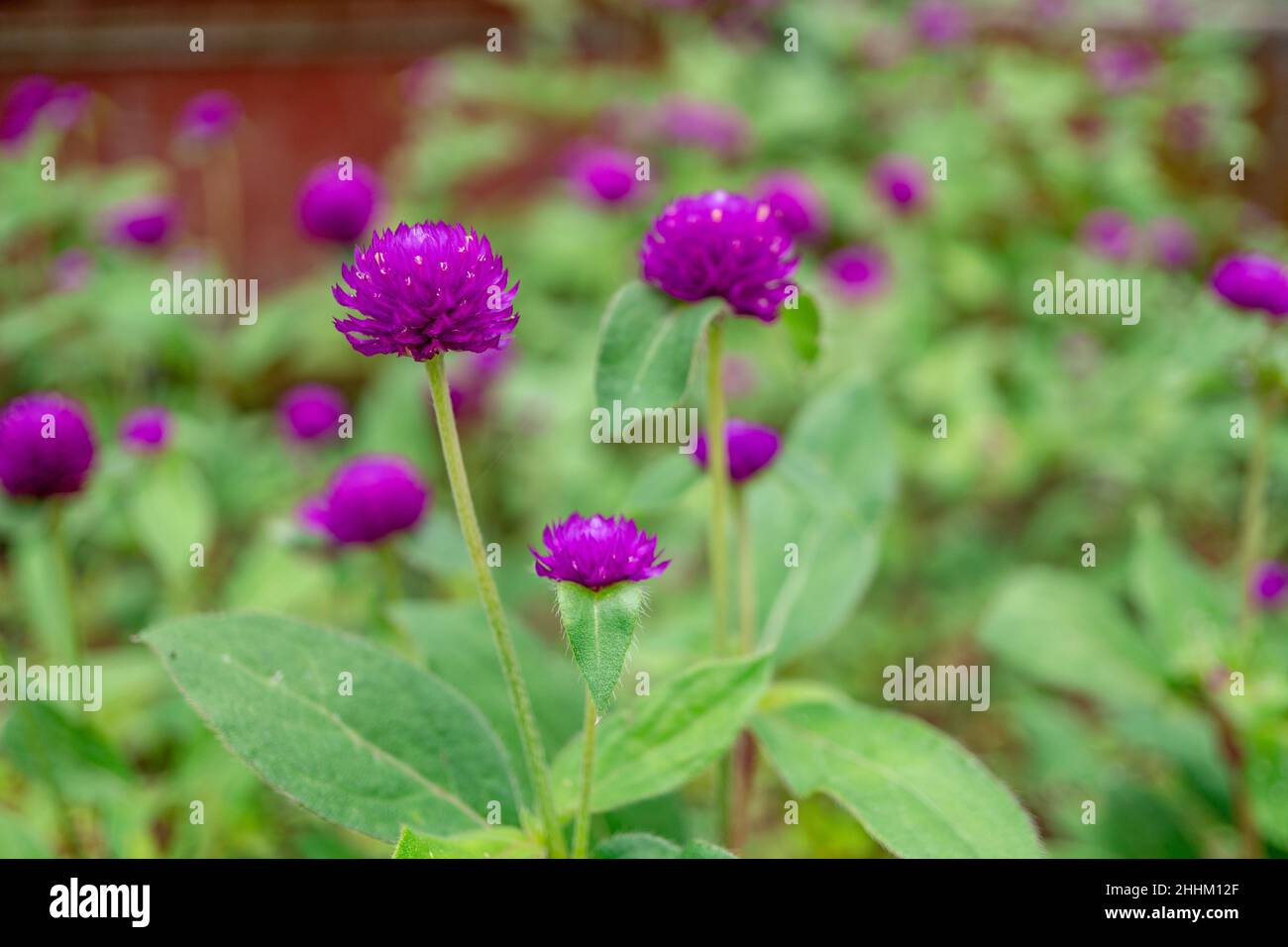 Macro photo of wild flower on the park when spring time. the photos is ...