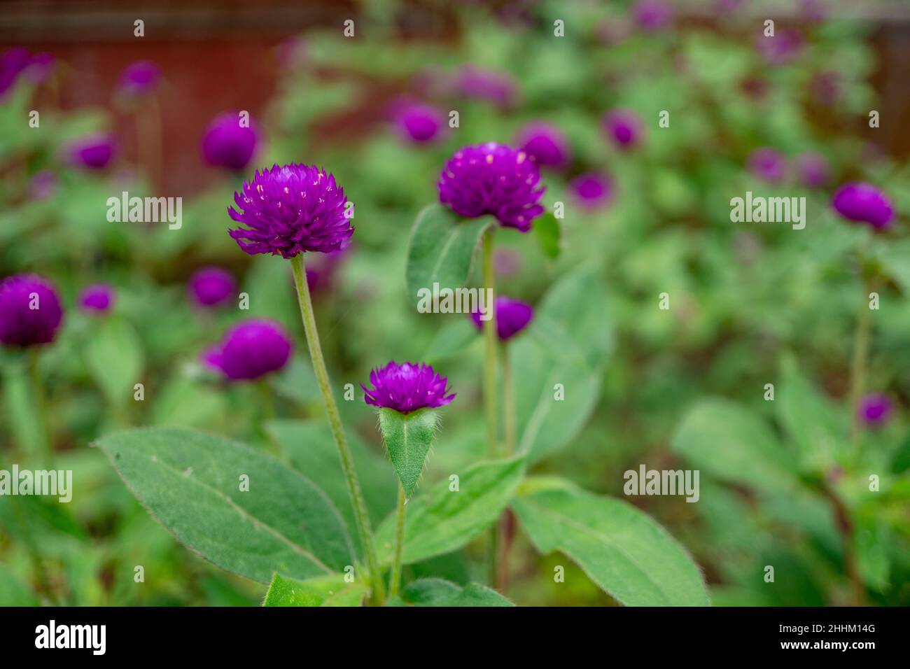 Macro photo of wild flower on the park when spring time. the photos is ...