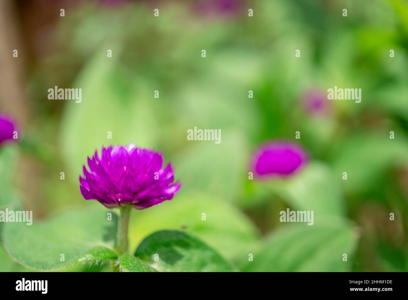 Macro photo of wild flower on the park when spring time. the photos is ...