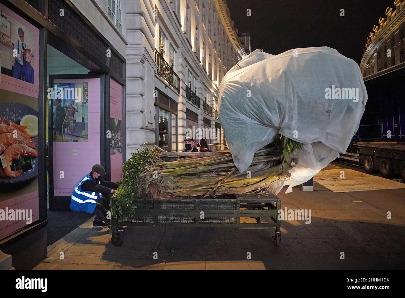 Rainforest trees, some of which are 5m tall and in full foliage, arrive ...
