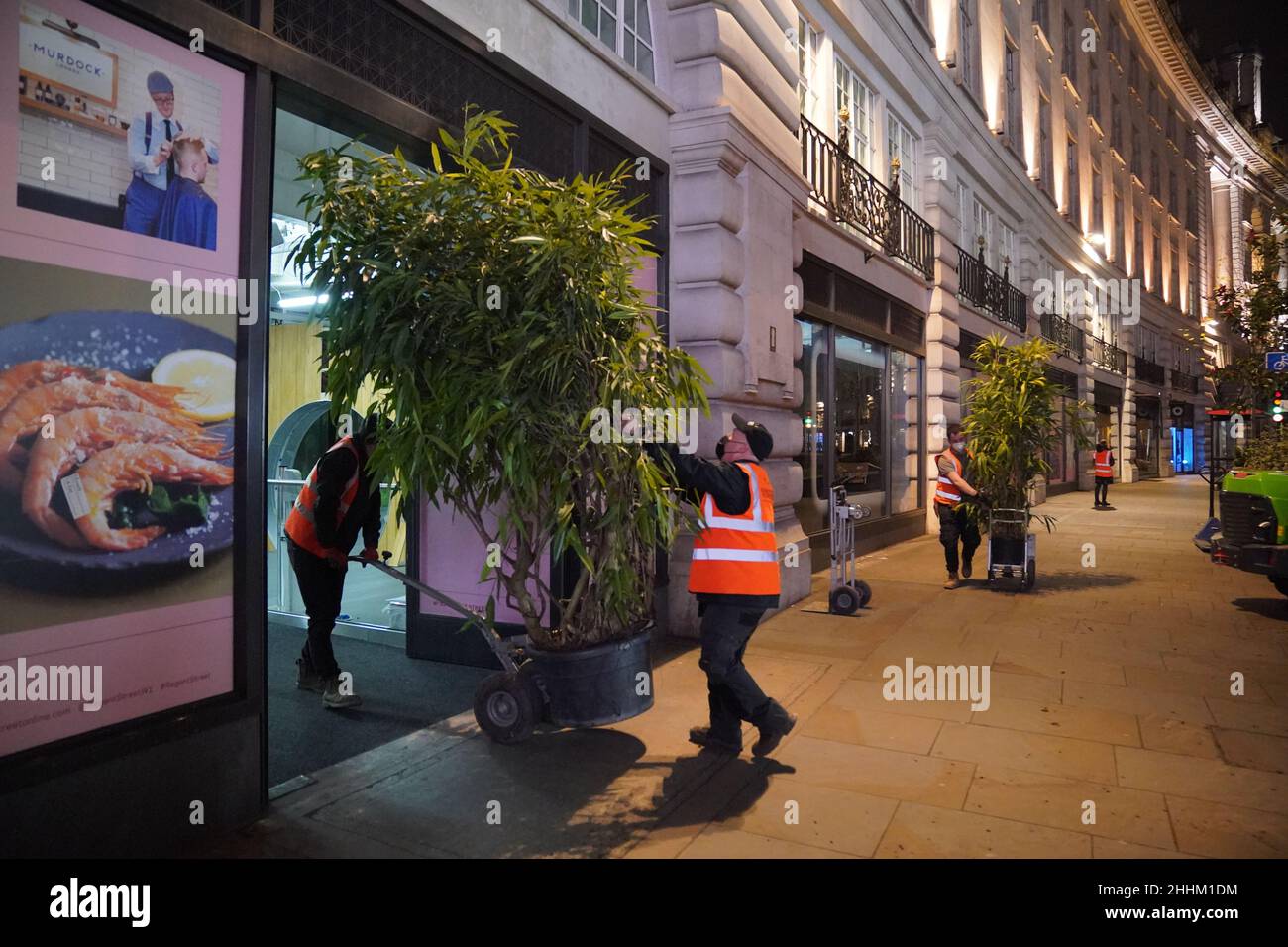 Rainforest trees, some of which are 5m tall and in full foliage, arrive ...