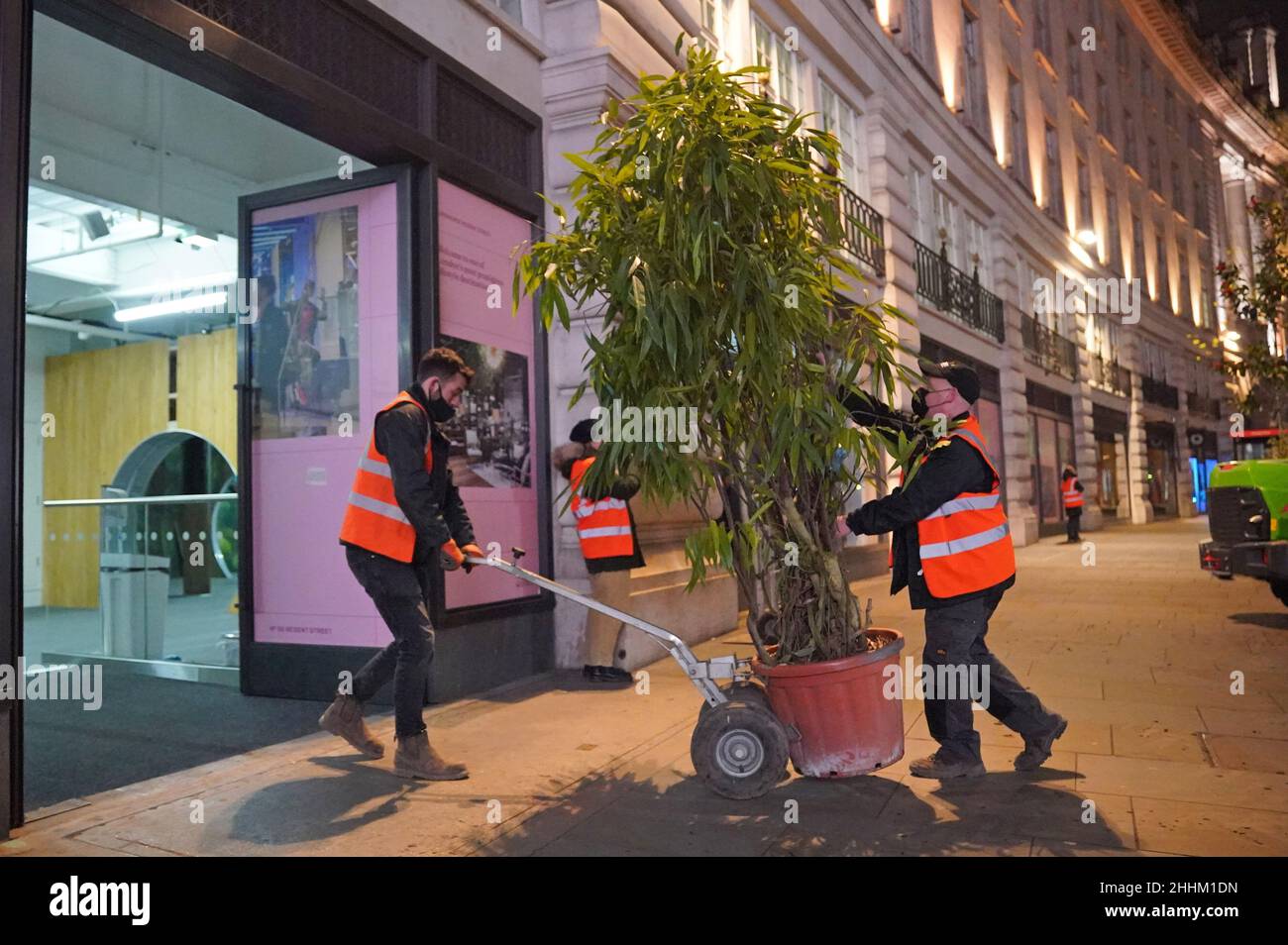 Rainforest trees, some of which are 5m tall and in full foliage, arrive ...