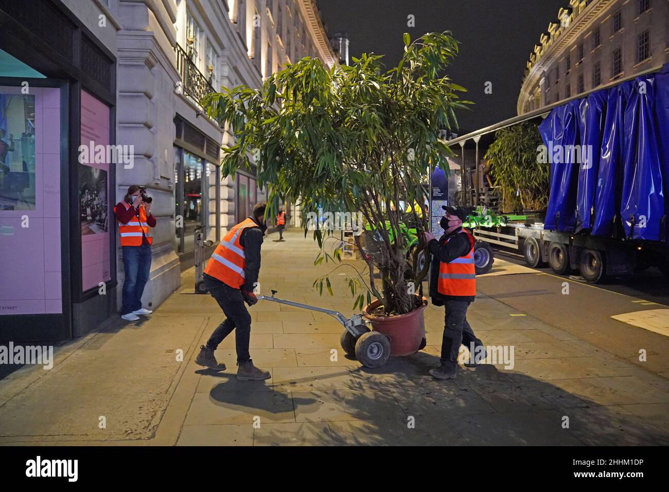 Rainforest trees, some of which are 5m tall and in full foliage, arrive ...