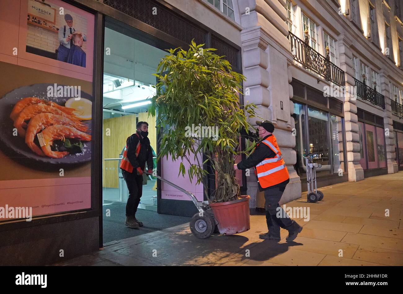 Rainforest trees, some of which are 5m tall and in full foliage, arrive ...