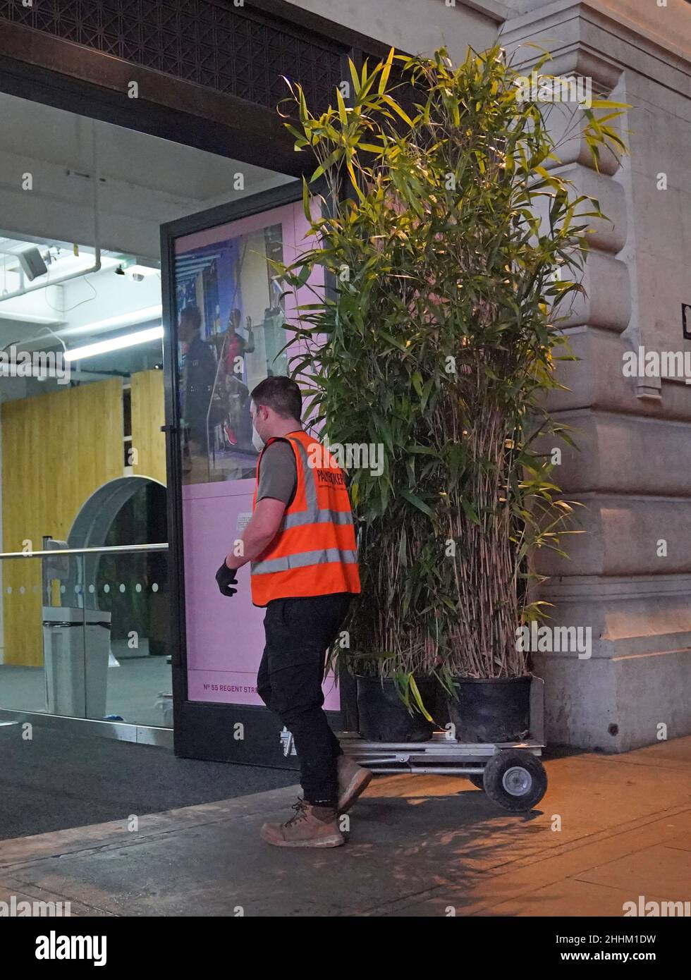 Rainforest trees, some of which are 5m tall and in full foliage, arrive ...