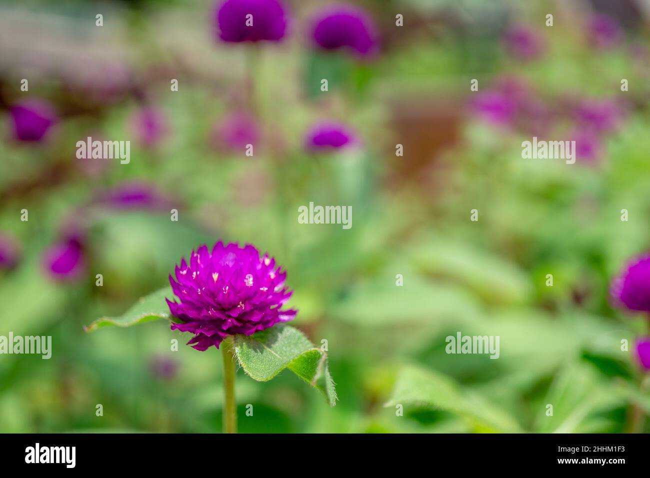 Macro photo of wild flower on the park when spring time. the photos is ...
