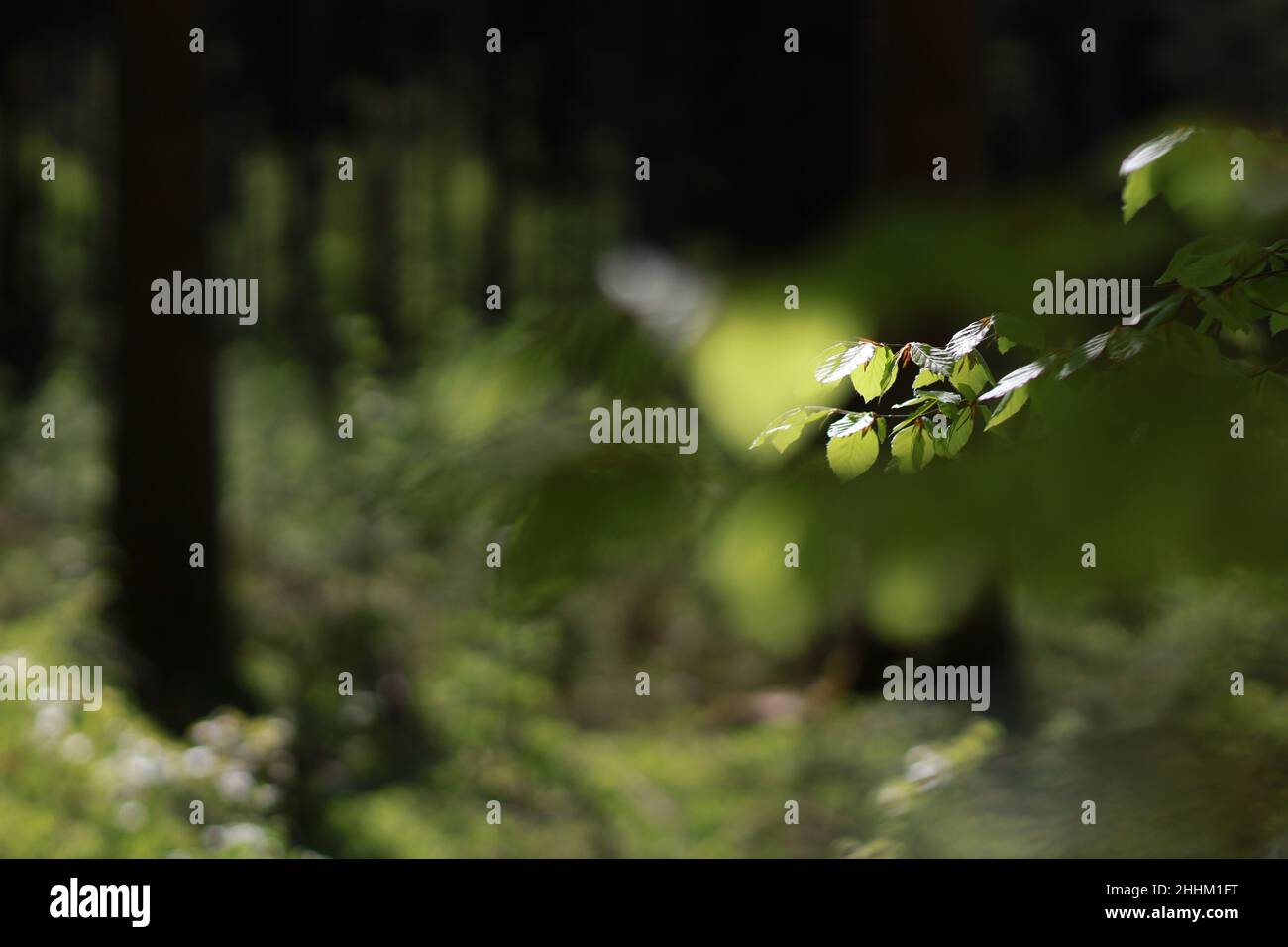 Real green leaves hi-res stock photography and images - Alamy