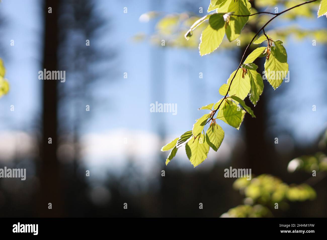 Real background hi-res stock photography and images - Alamy