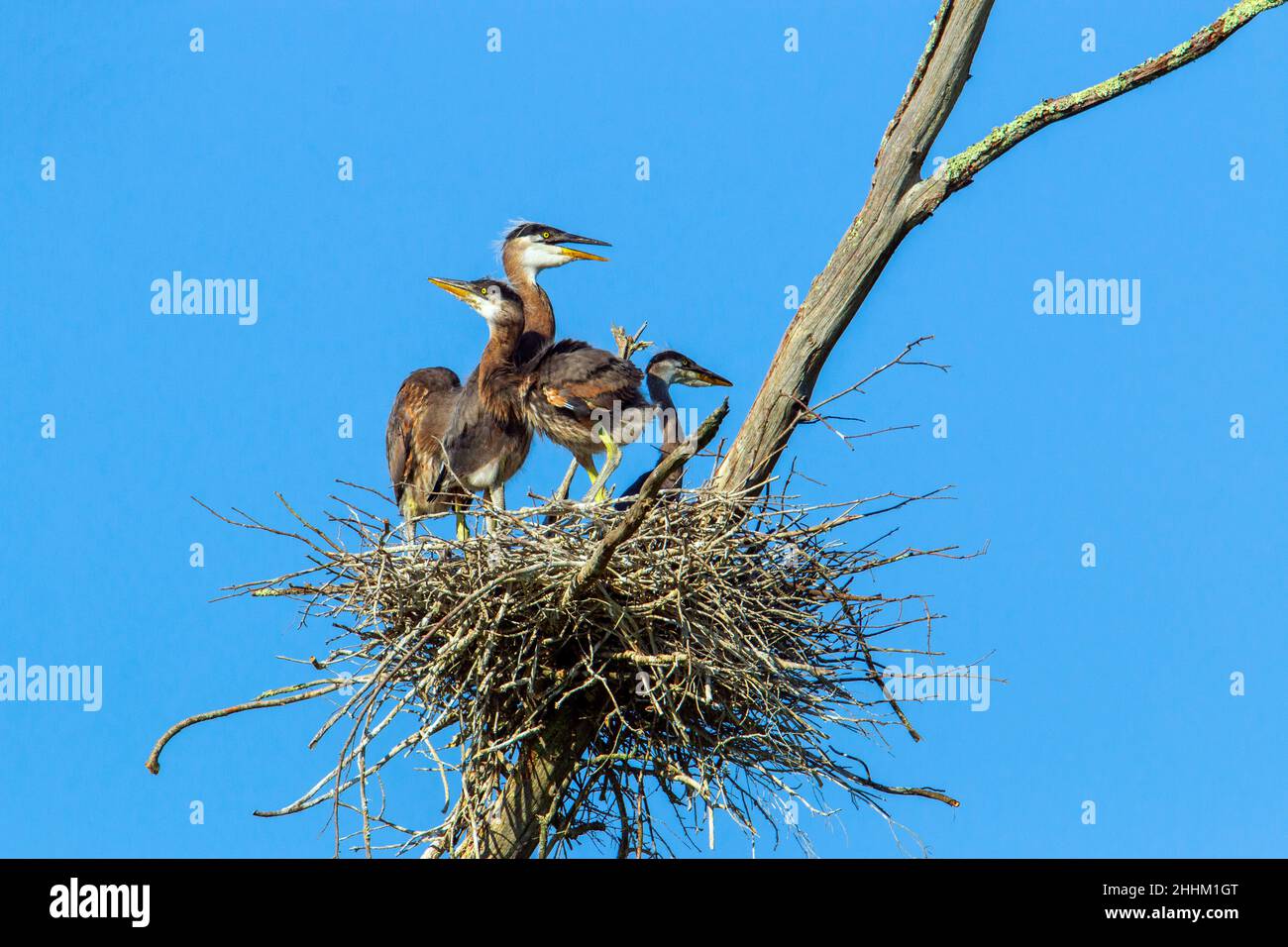 Young Great Blue Hern chicks in a nest high in a dead tree over a marsh ...