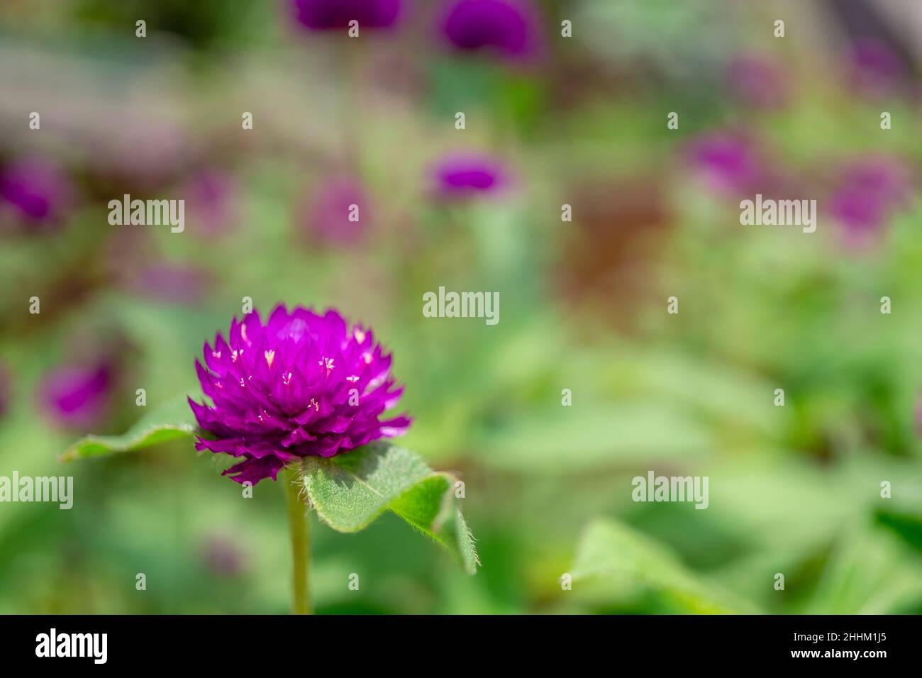 Macro photo of wild flower on the park when spring time. the photos is ...