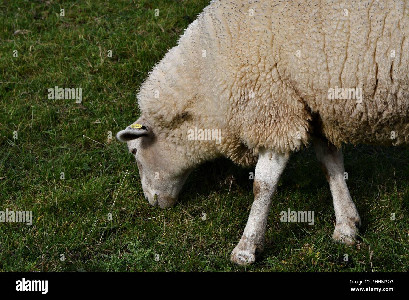 Sheep Eating Grass Stock Photo - Alamy