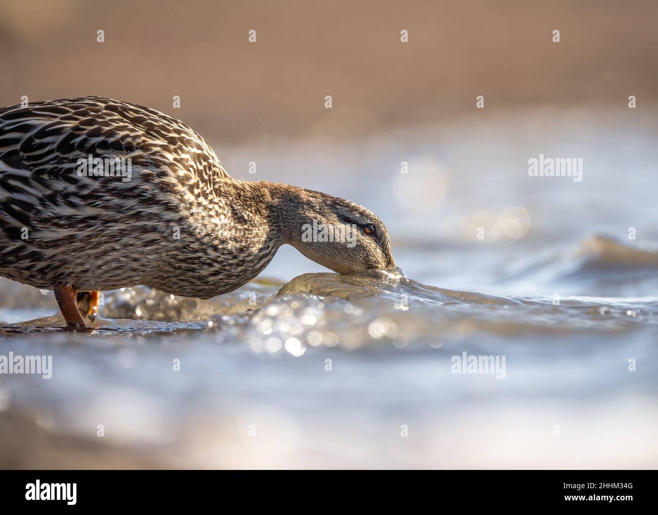 Mallard duck drinking from shore of lake as waves lap against the river ...
