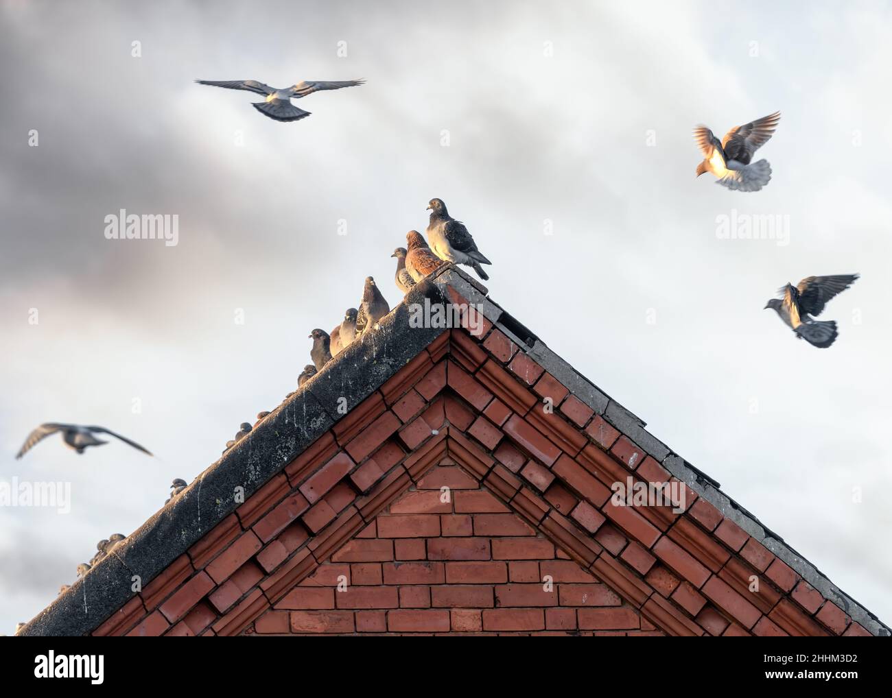 Pigeons landing on rooftop at sunset with red brick old building and ...