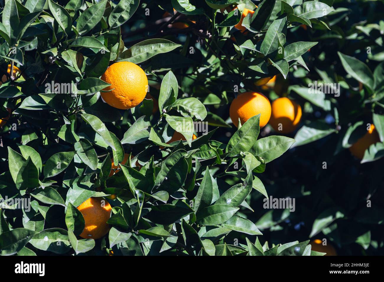 close-up of a beautiful orange tree with orange large round oranges ...