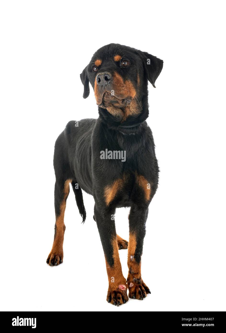 sick rottweiler in front of white background Stock Photo - Alamy