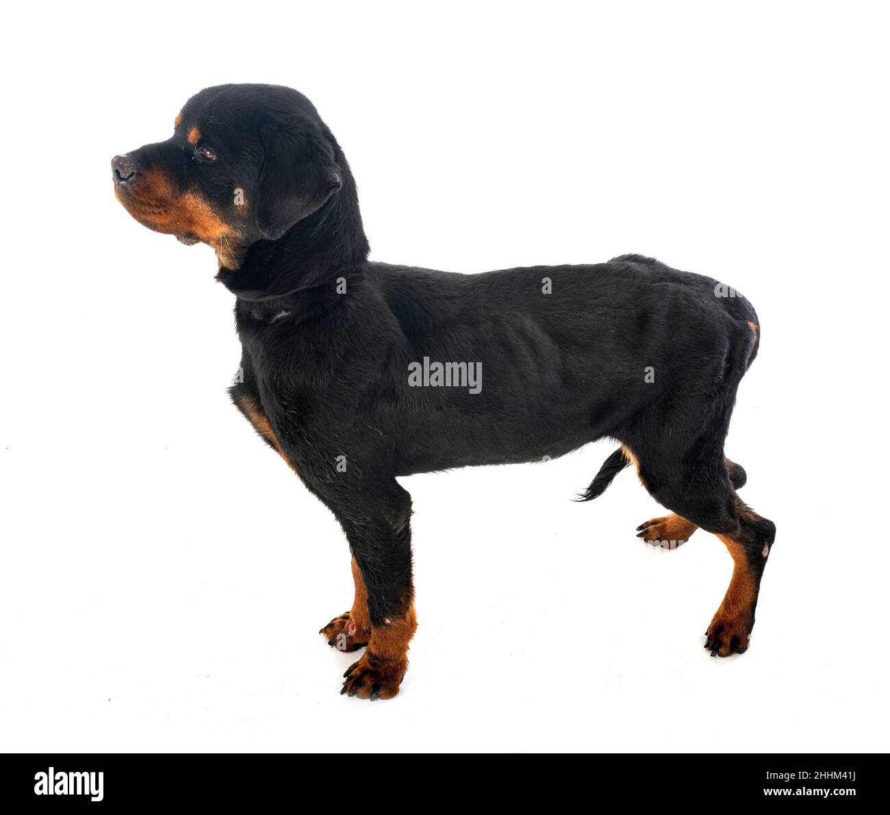 sick rottweiler in front of white background Stock Photo - Alamy