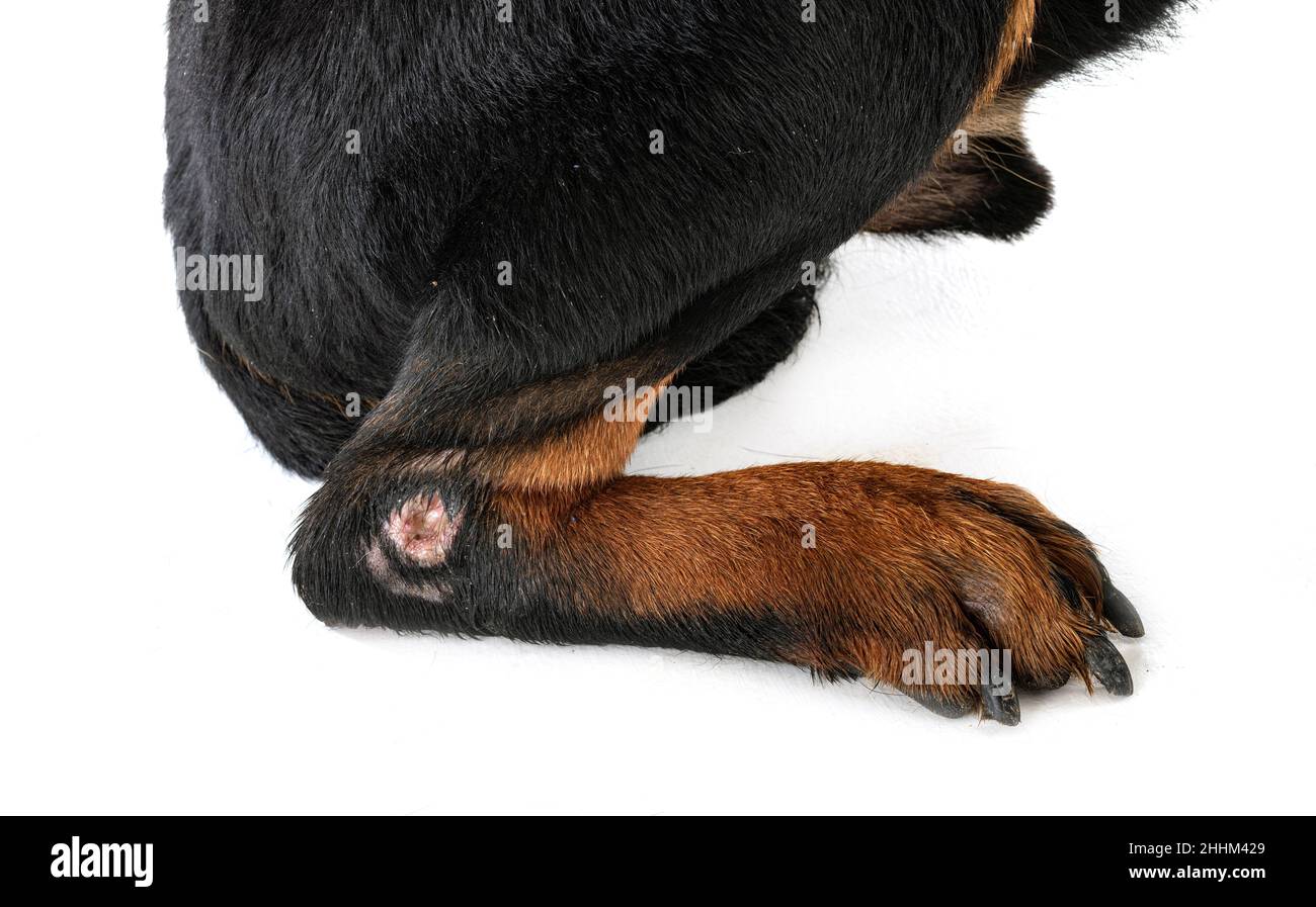 sick rottweiler in front of white background Stock Photo - Alamy