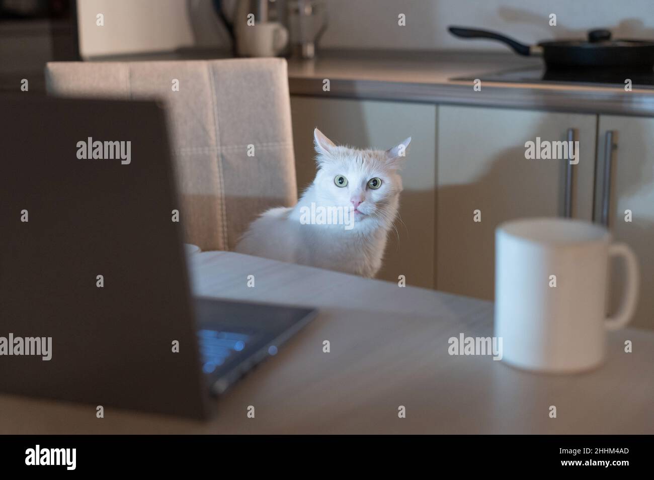 White fluffy cat looks at the monitor of a personal computer at night ...