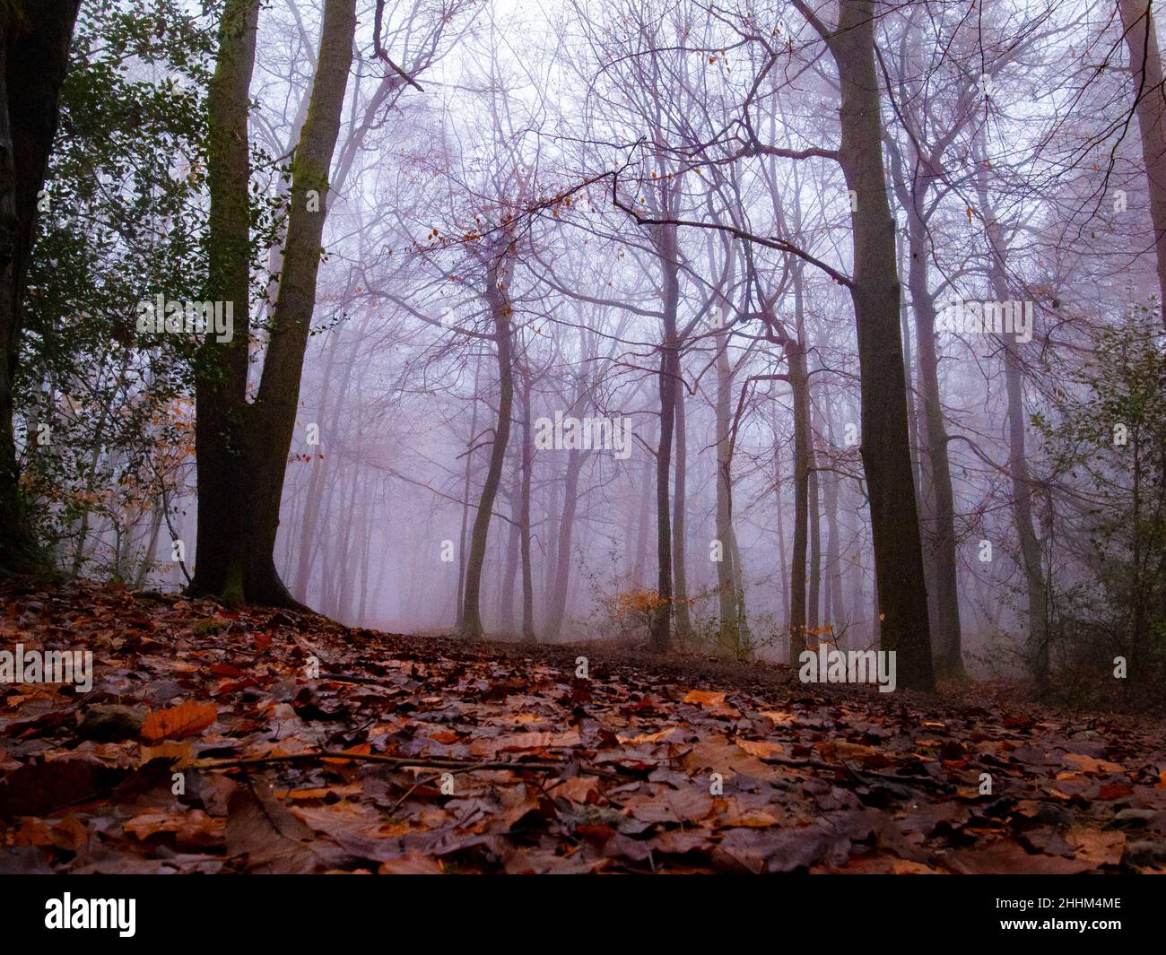 Misty moods hi-res stock photography and images - Alamy