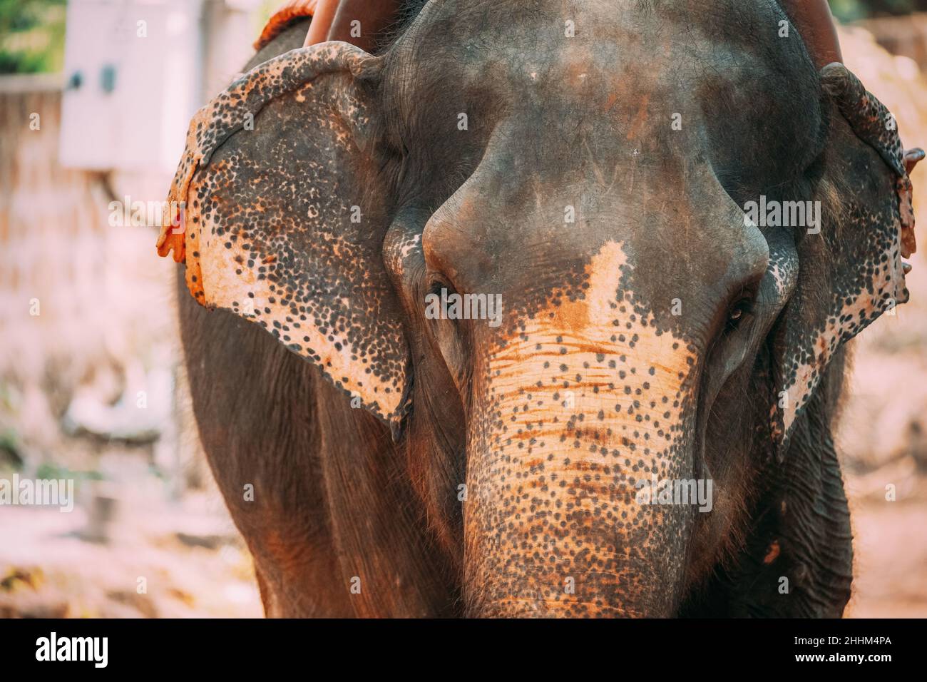 Goa, India. Close View Of Elephant Cow Stock Photo - Alamy
