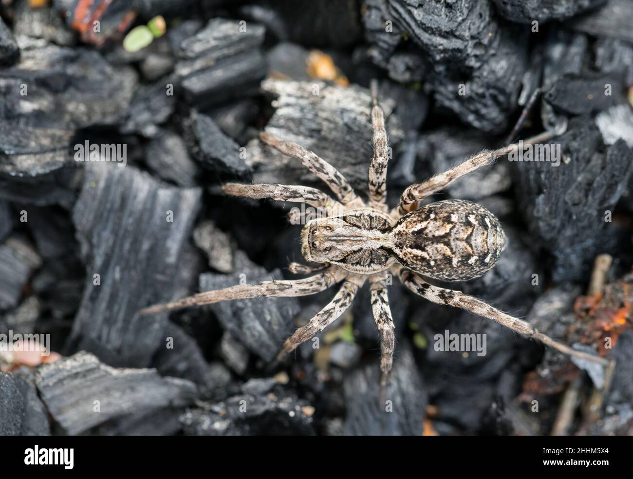 Great fox spider (Alopecosa fabrilis Stock Photo - Alamy