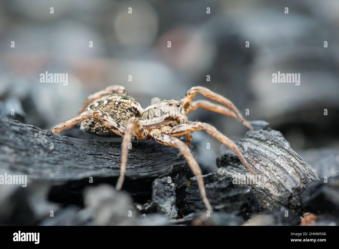Great fox spider (Alopecosa fabrilis Stock Photo - Alamy