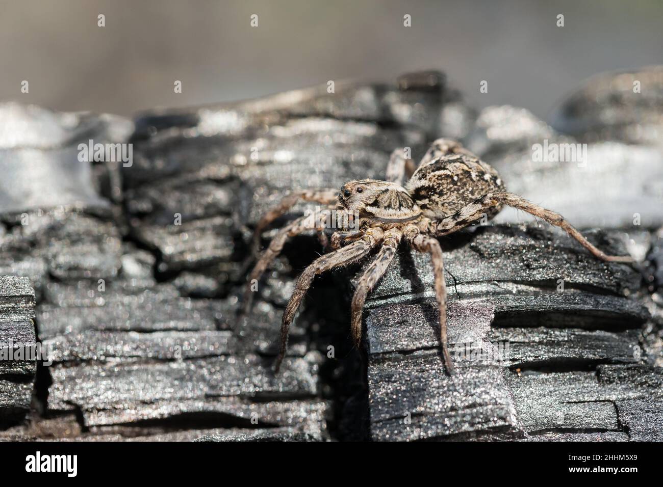 Fabrilis hi-res stock photography and images - Alamy