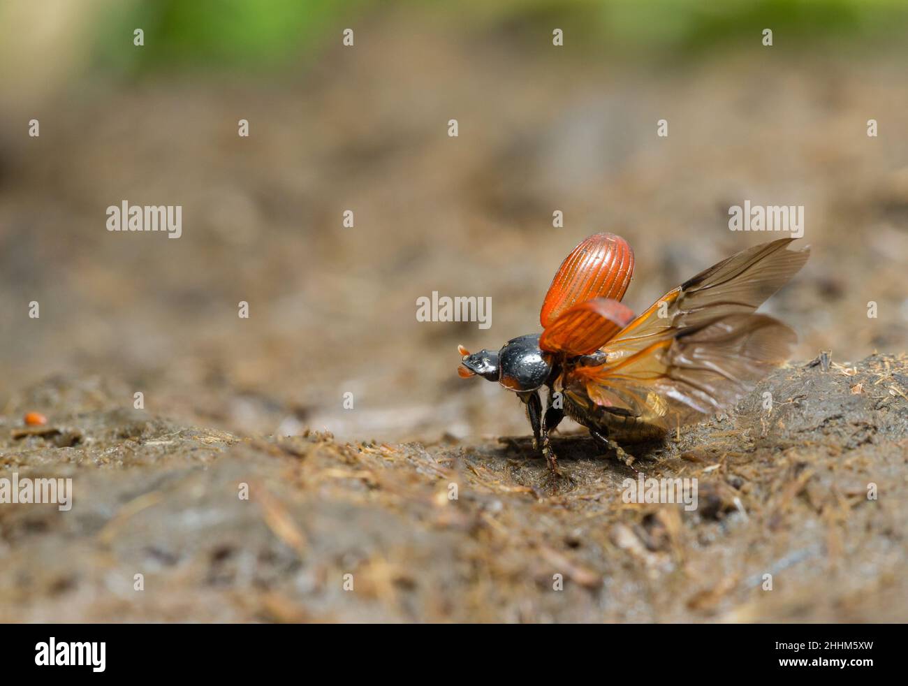 Cow dung beetle hi-res stock photography and images - Alamy