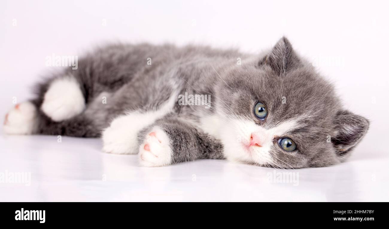 British bicolor kitten, grey and white cute cat Stock Photo - Alamy