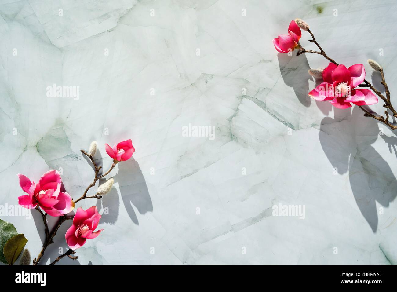 Magnolia twigs on mint green stone background. Springtime decorations ...
