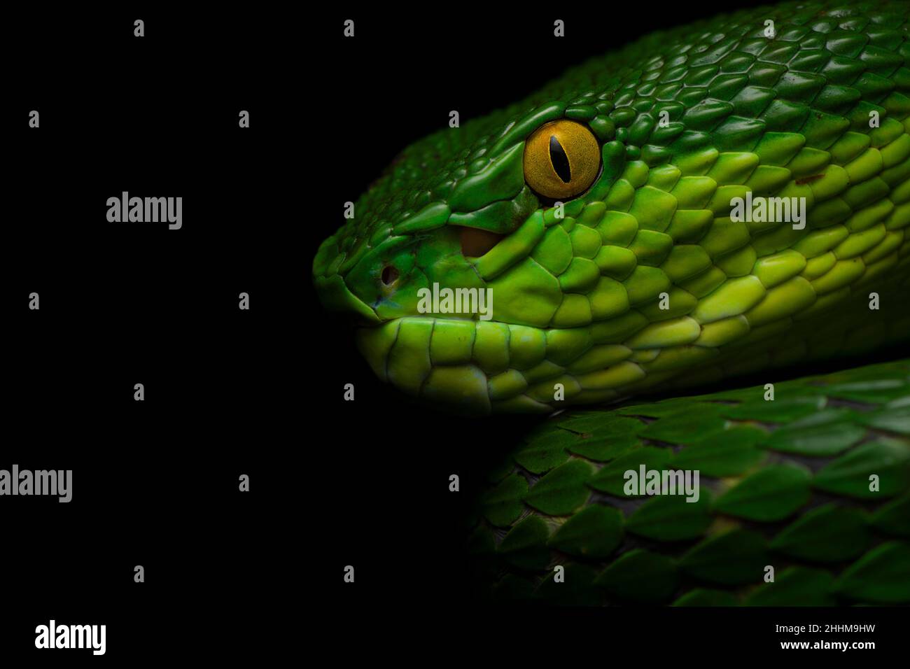 Redtail bamboo pit viper hi-res stock photography and images - Alamy