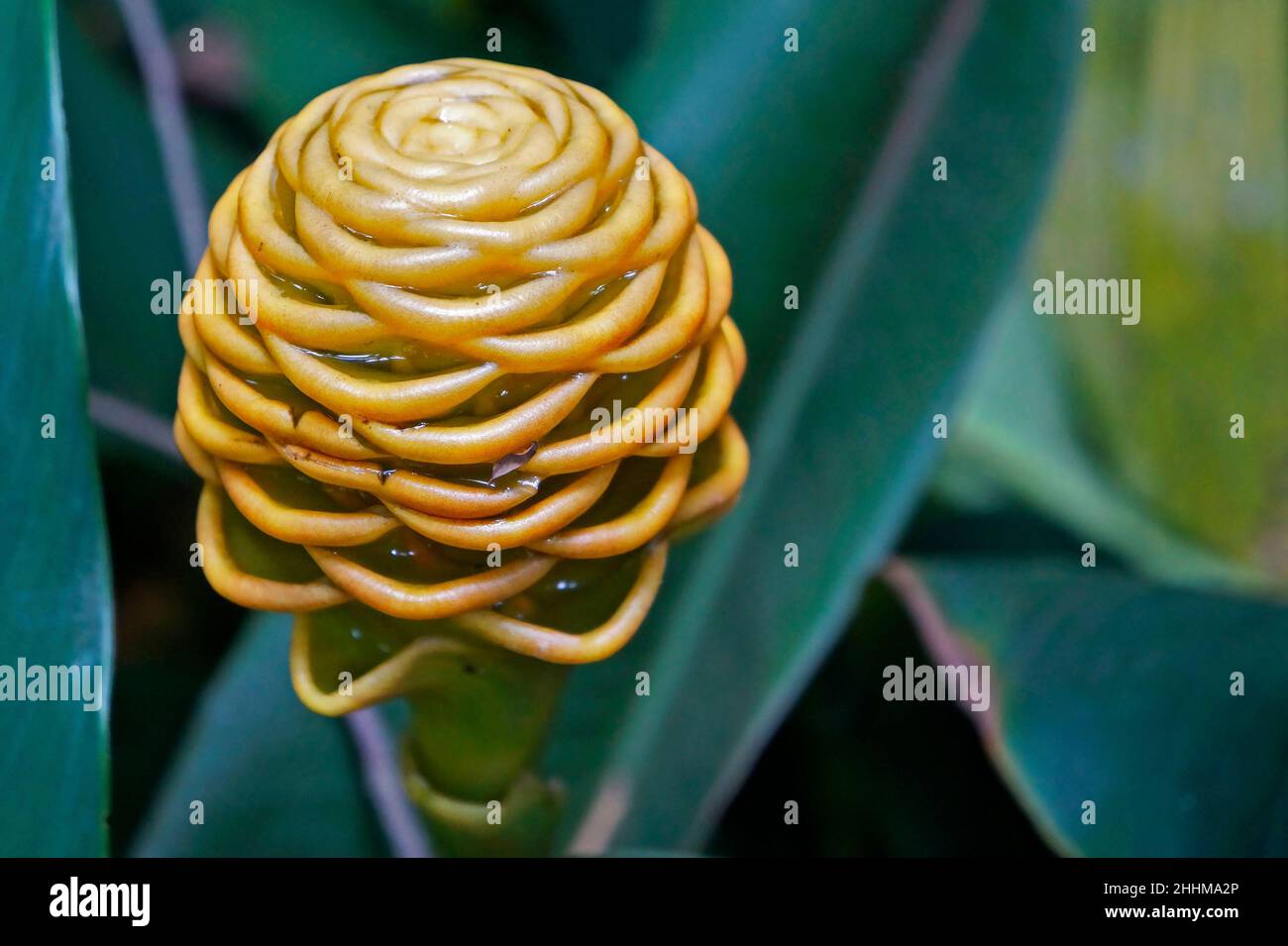 Zingiber flower hi-res stock photography and images - Alamy