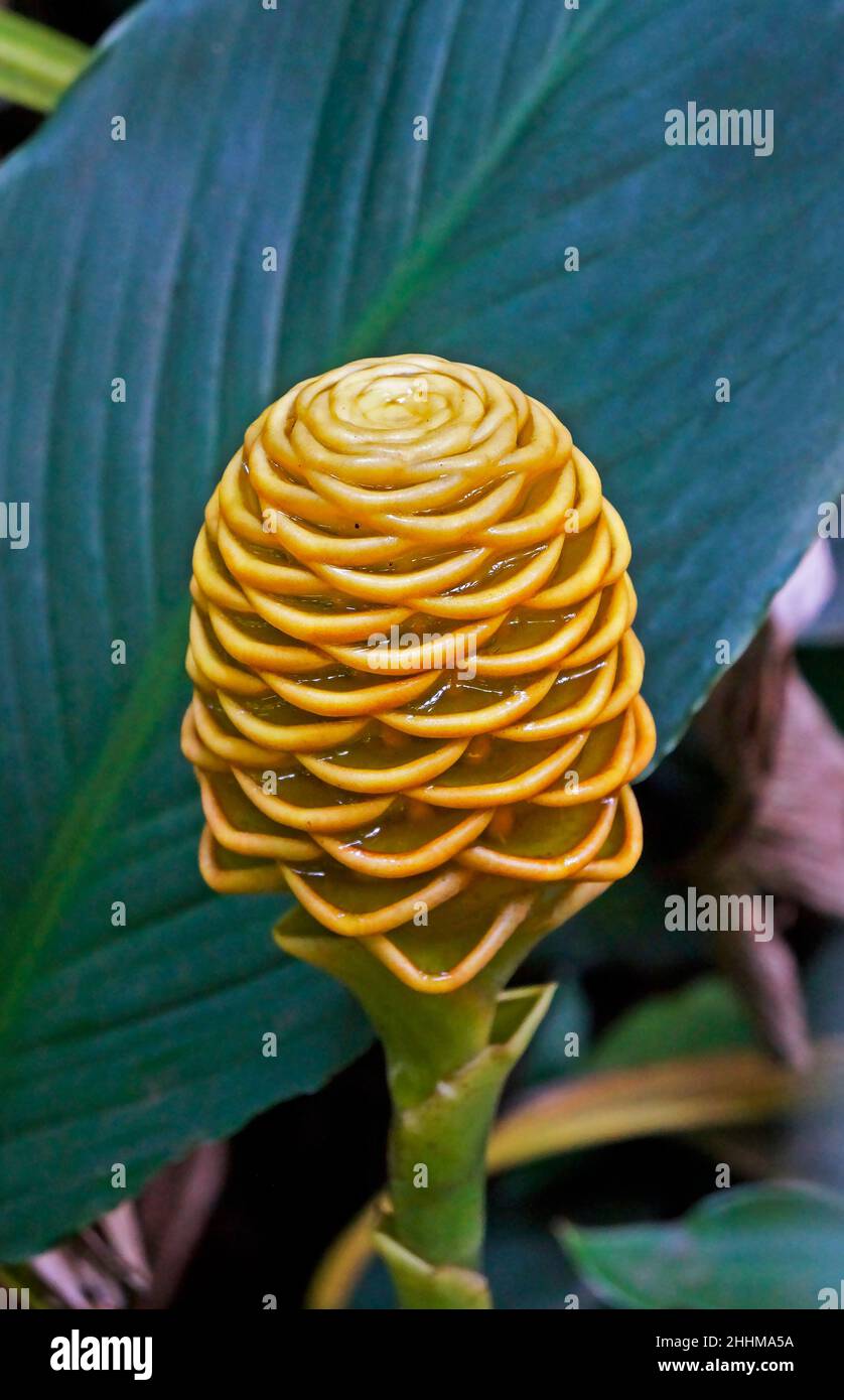 Zingiber flower hi-res stock photography and images - Alamy