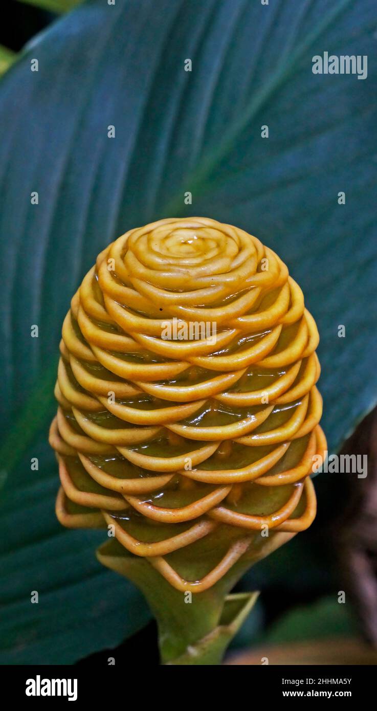 Zingiber flower hi-res stock photography and images - Alamy