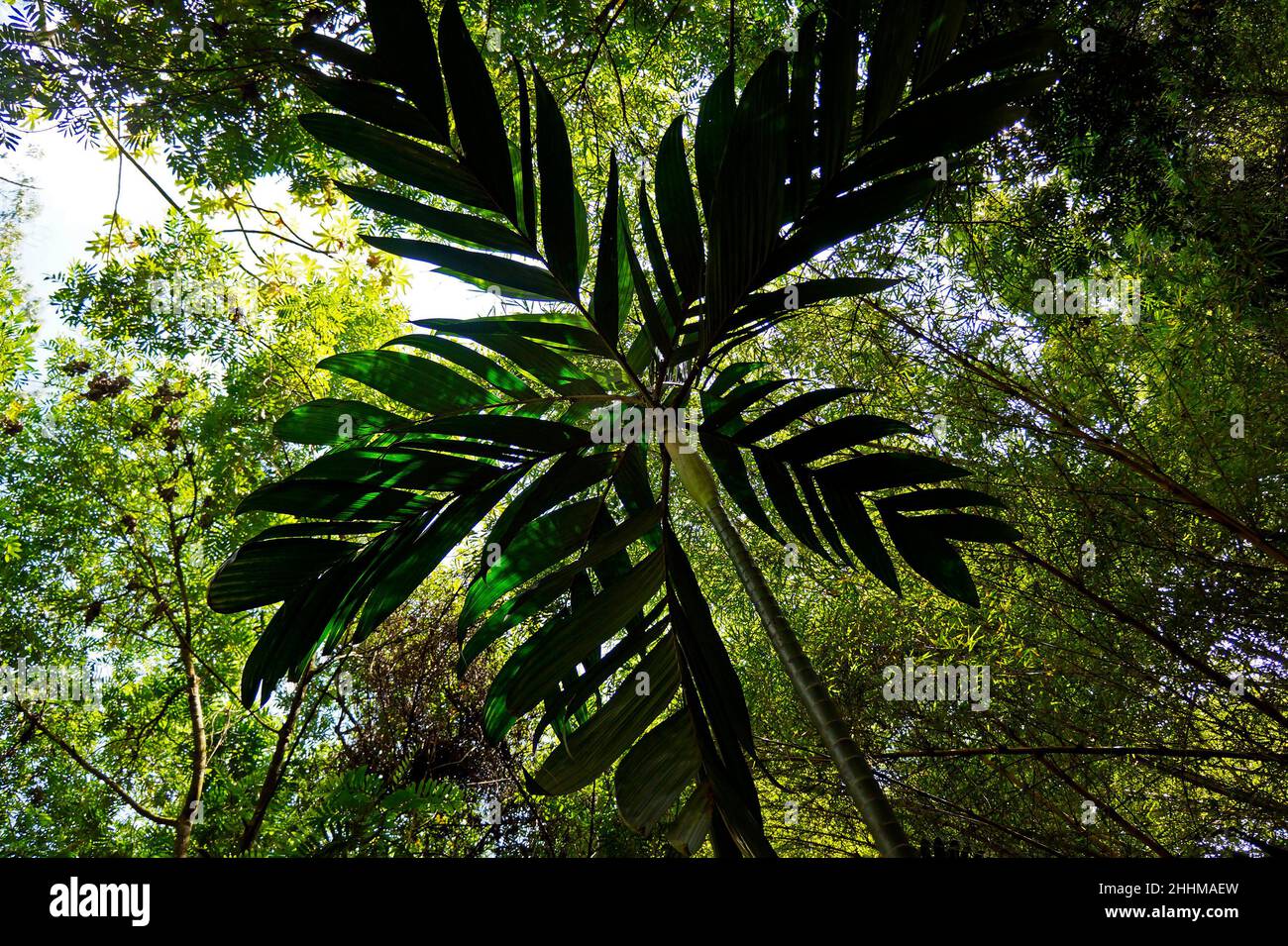 Palm tree (Physokentia insolita) on tropical forest in Brazil Stock ...