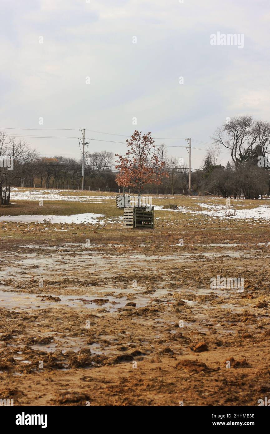 Empty cow pasture in the middle of winter Stock Photo - Alamy