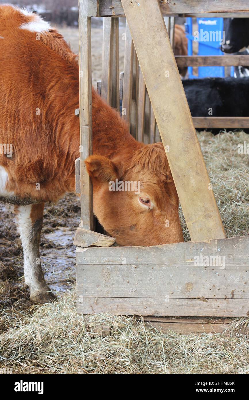 Brown farm cow feeding at the food trough while standing in the pasture ...