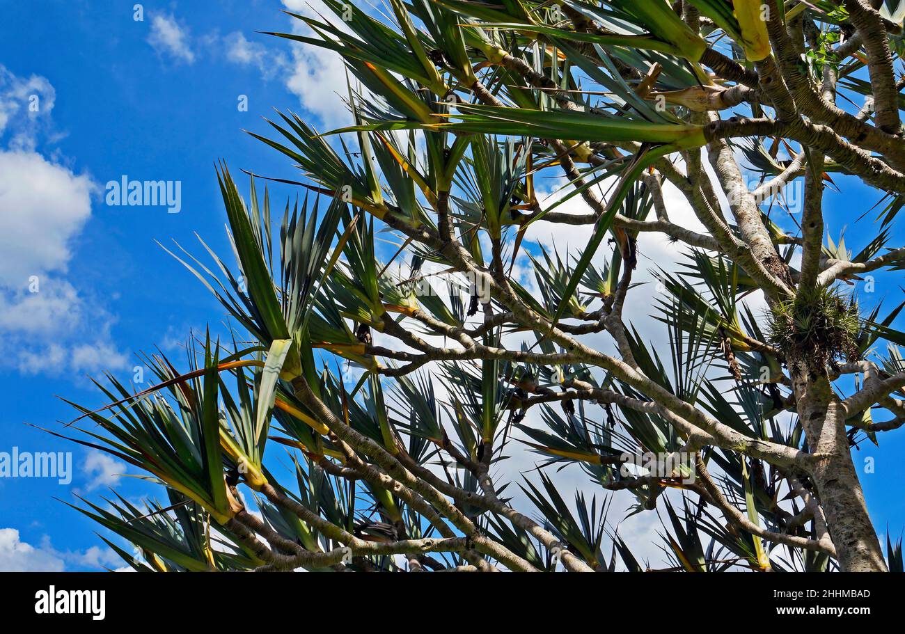 Pandanus screw pine leaves leaf hi-res stock photography and images - Alamy