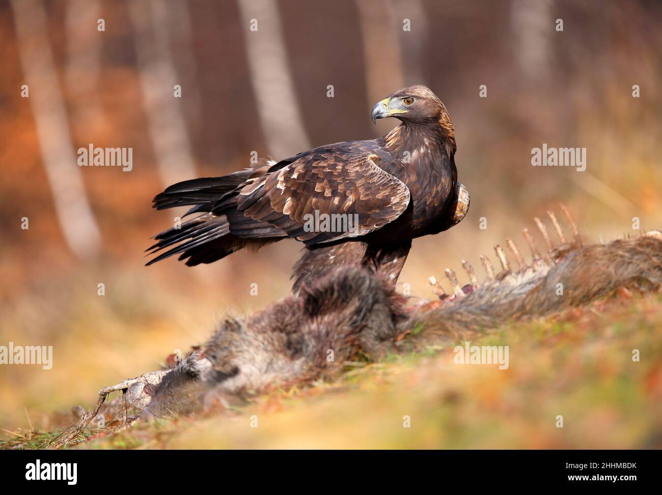 Golden eagle, aquila chrysaetos, observing near the bones in autumn ...