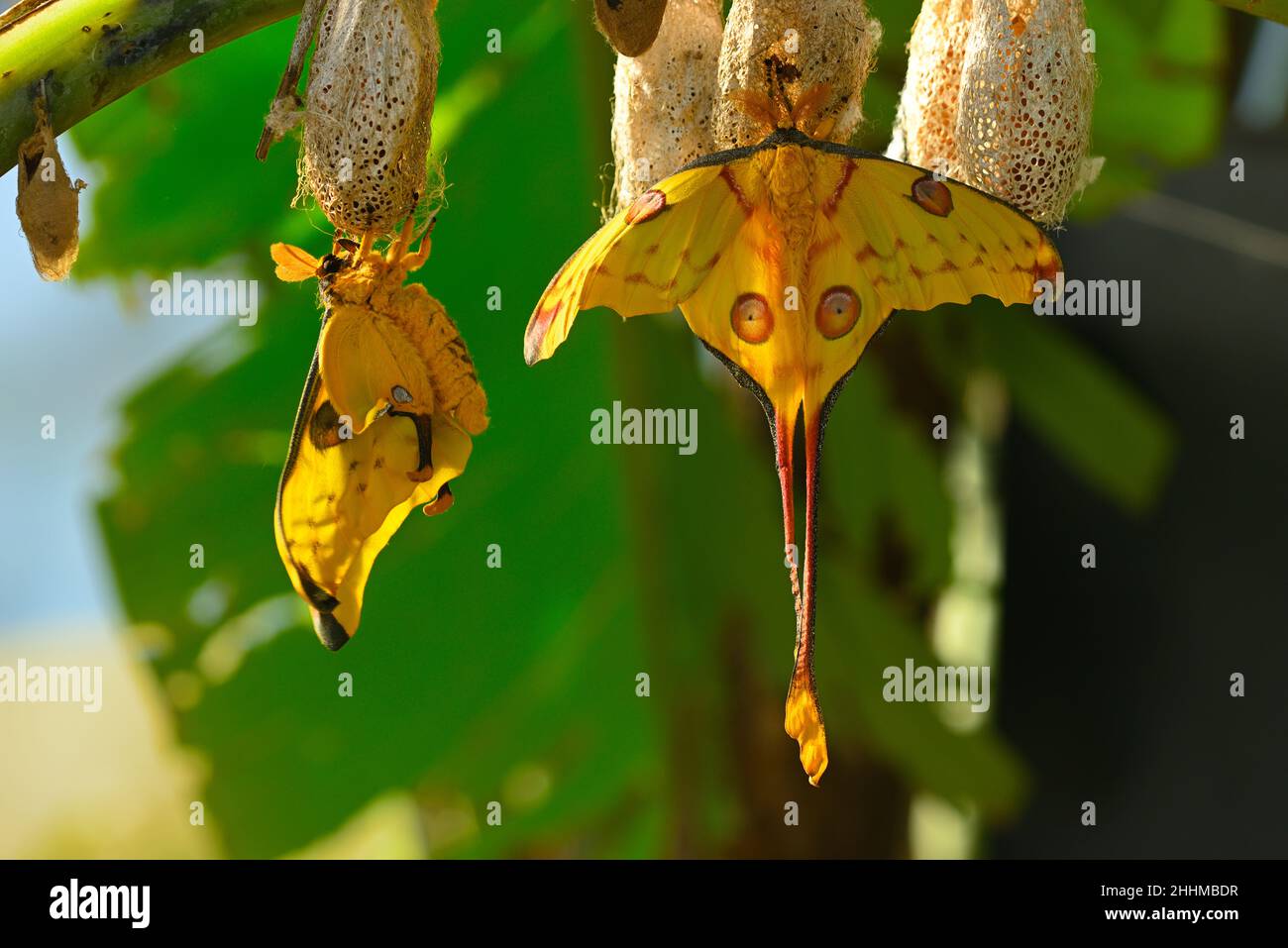 Comet or moon moth, Argema mittrei, butterfly native to the rain ...