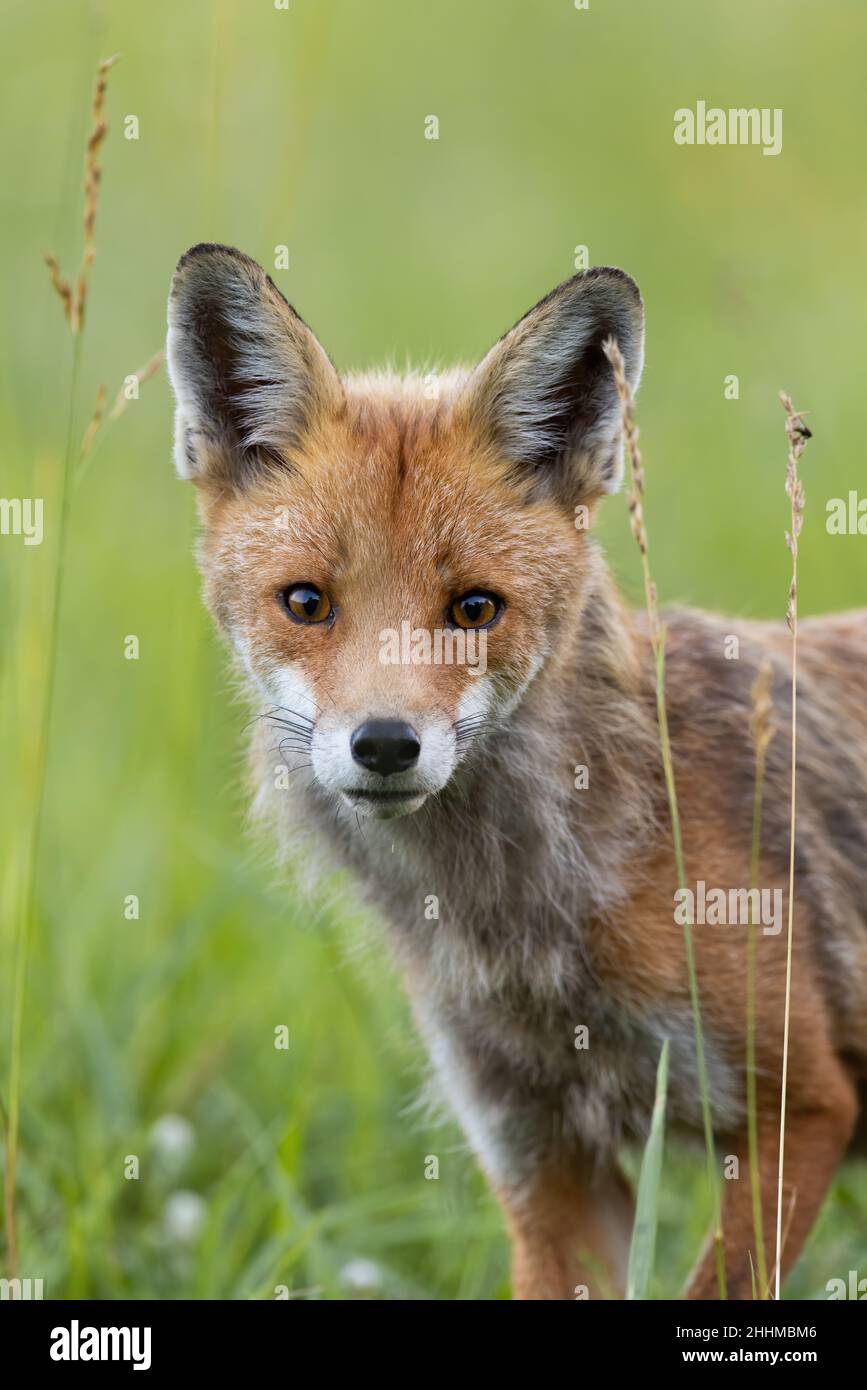Red fox looking to the camera on meadow in vertical shot Stock Photo ...