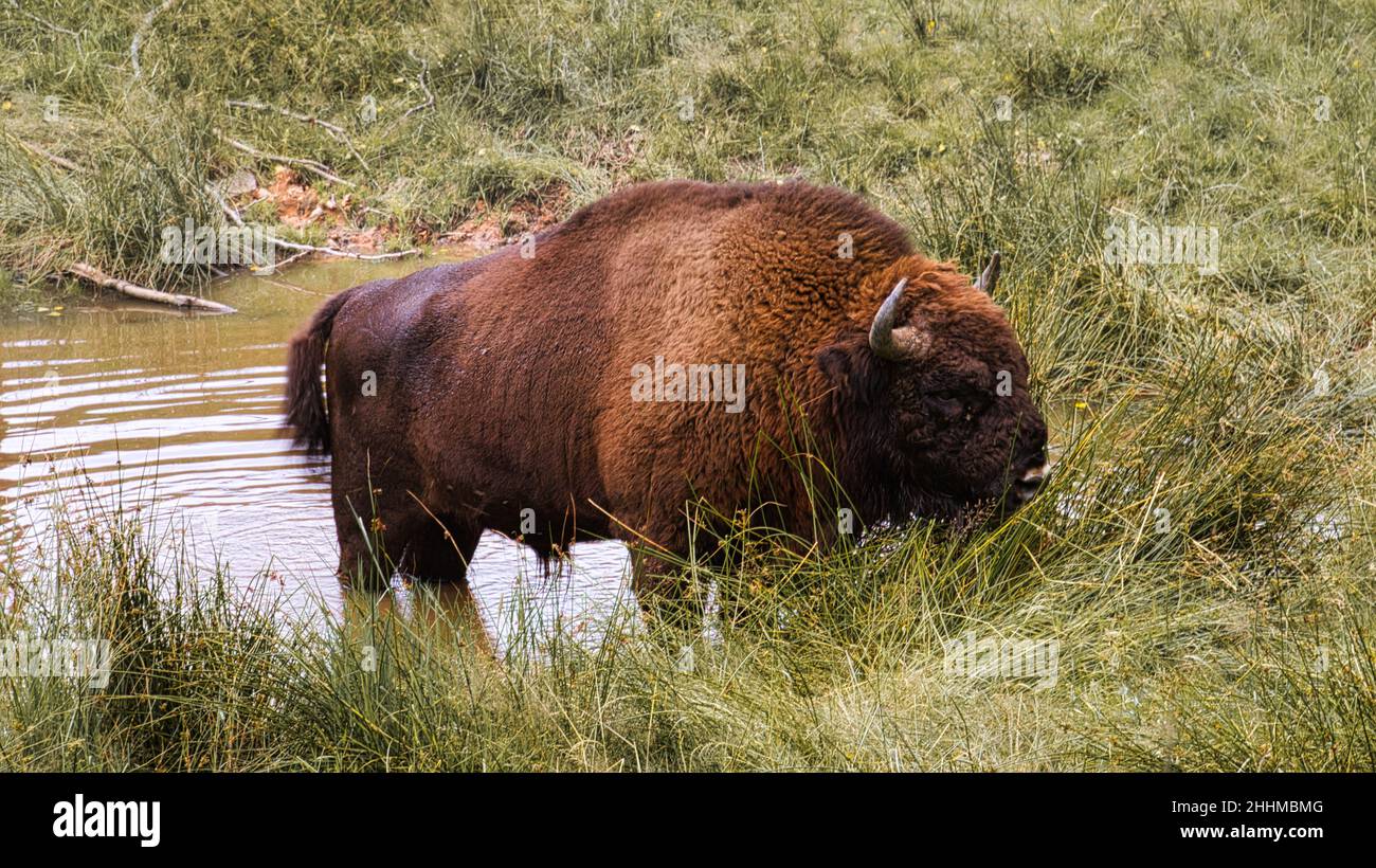 bison at the waterhole cooling down. big mammal in brown with big horns ...