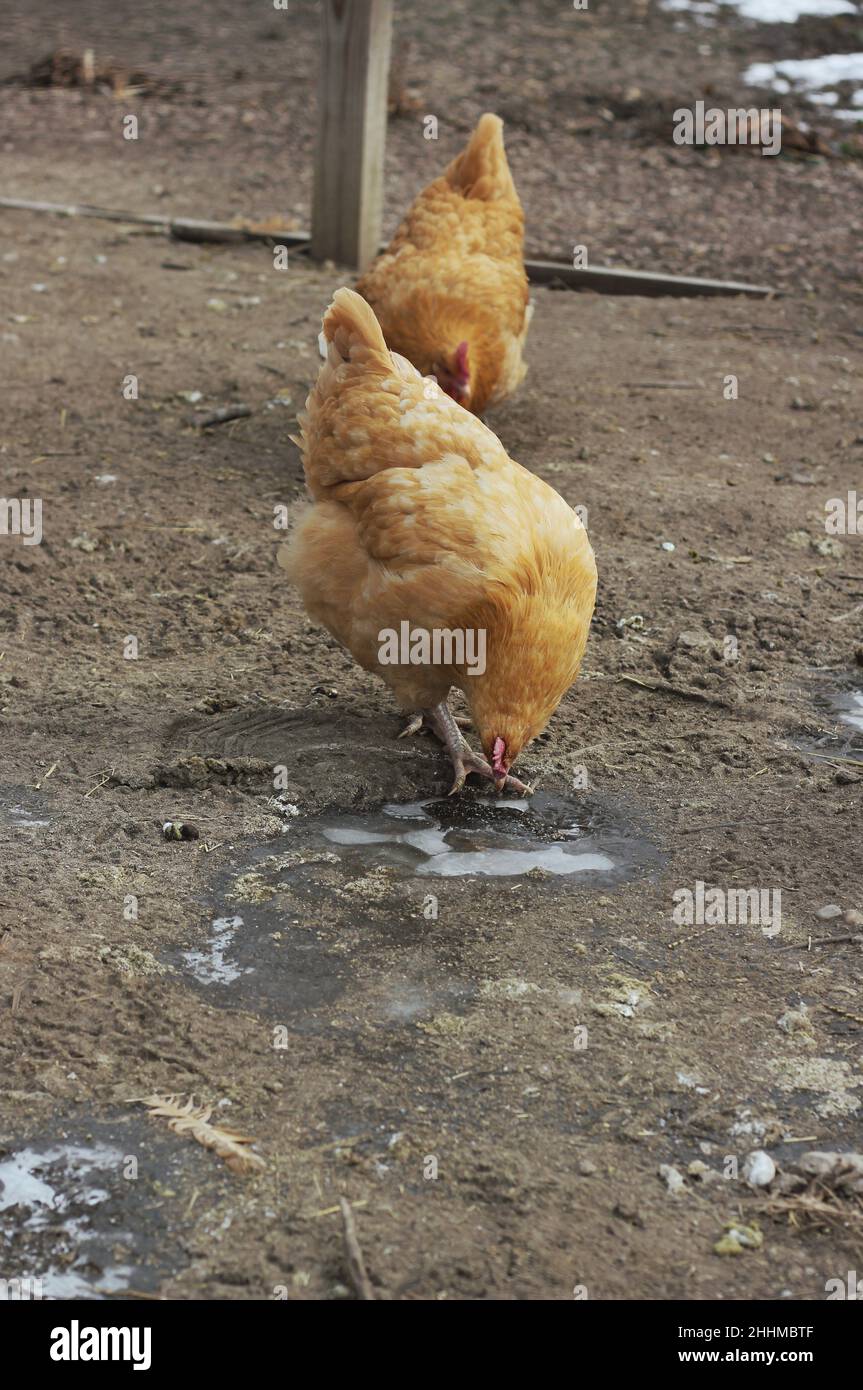 Free range brown chicken strutting around her animal enclosure Stock ...