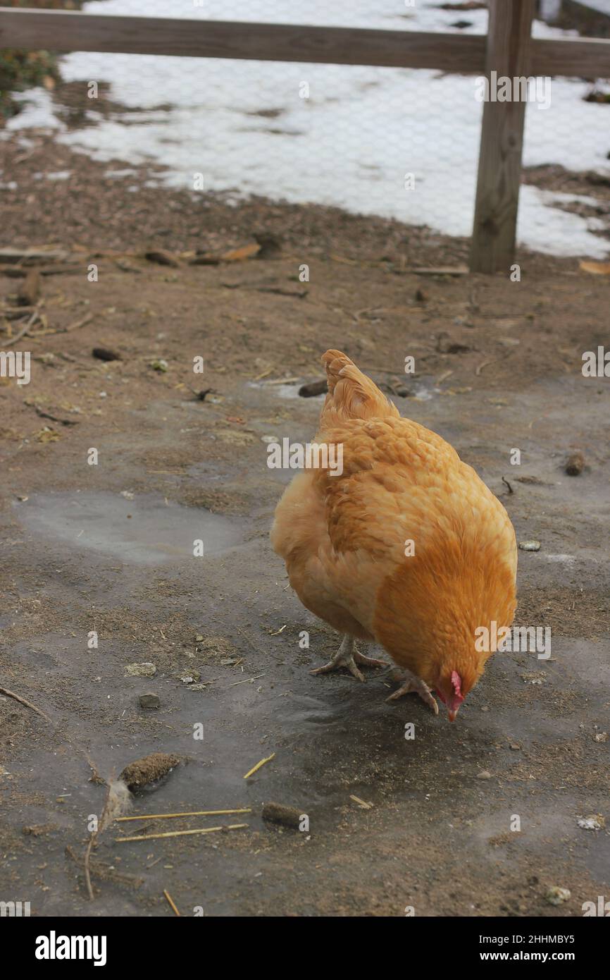 Free range brown chicken strutting around her animal enclosure Stock ...