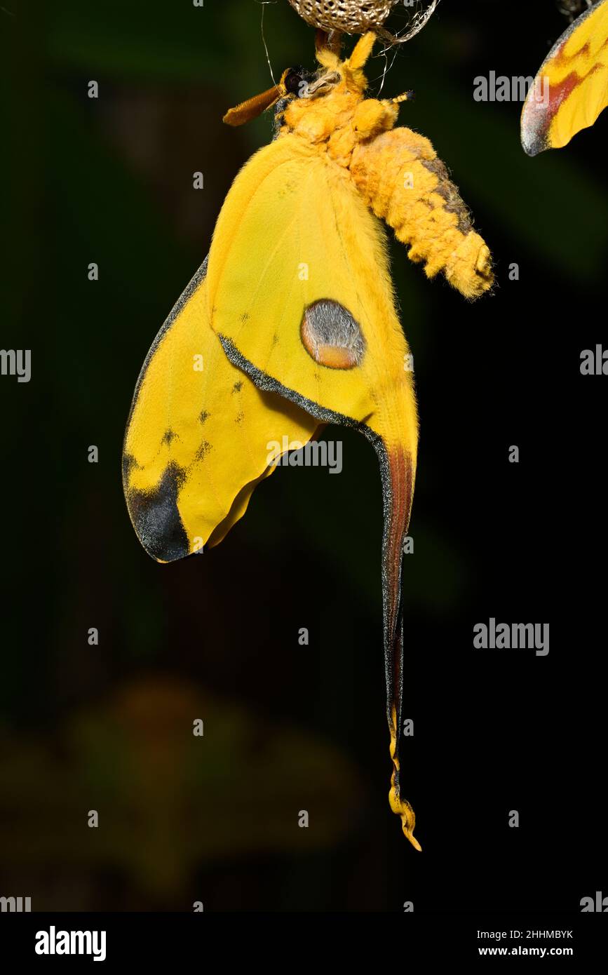 Comet or moon moth, Argema mittrei, butterfly native to the rain ...