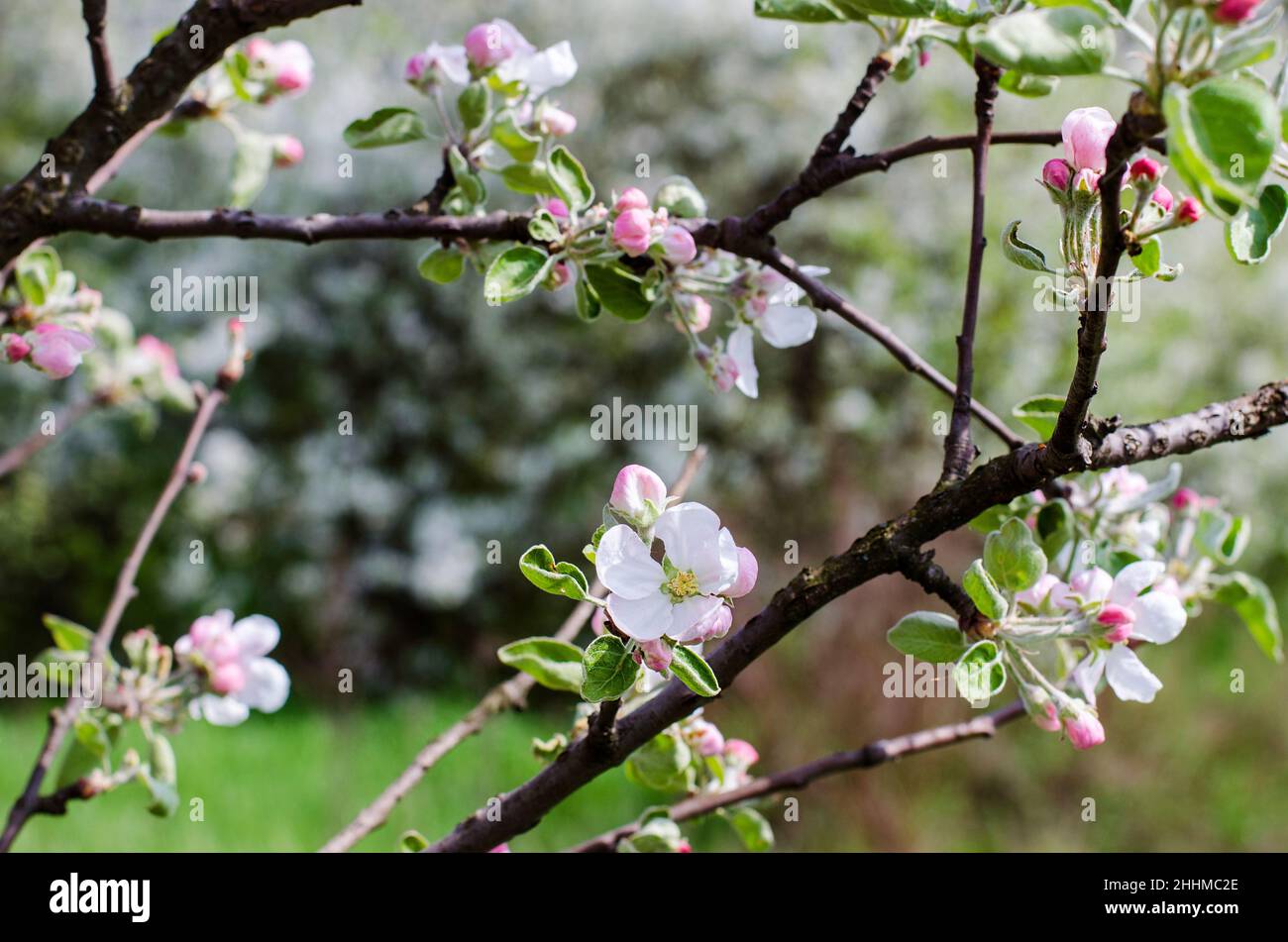 Twig apple tree in hi-res stock photography and images - Alamy