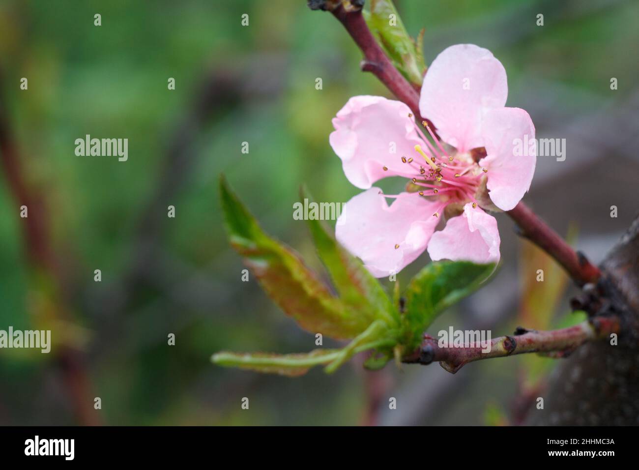 Branch of nectarine tree in the period of spring flowering Stock Photo ...