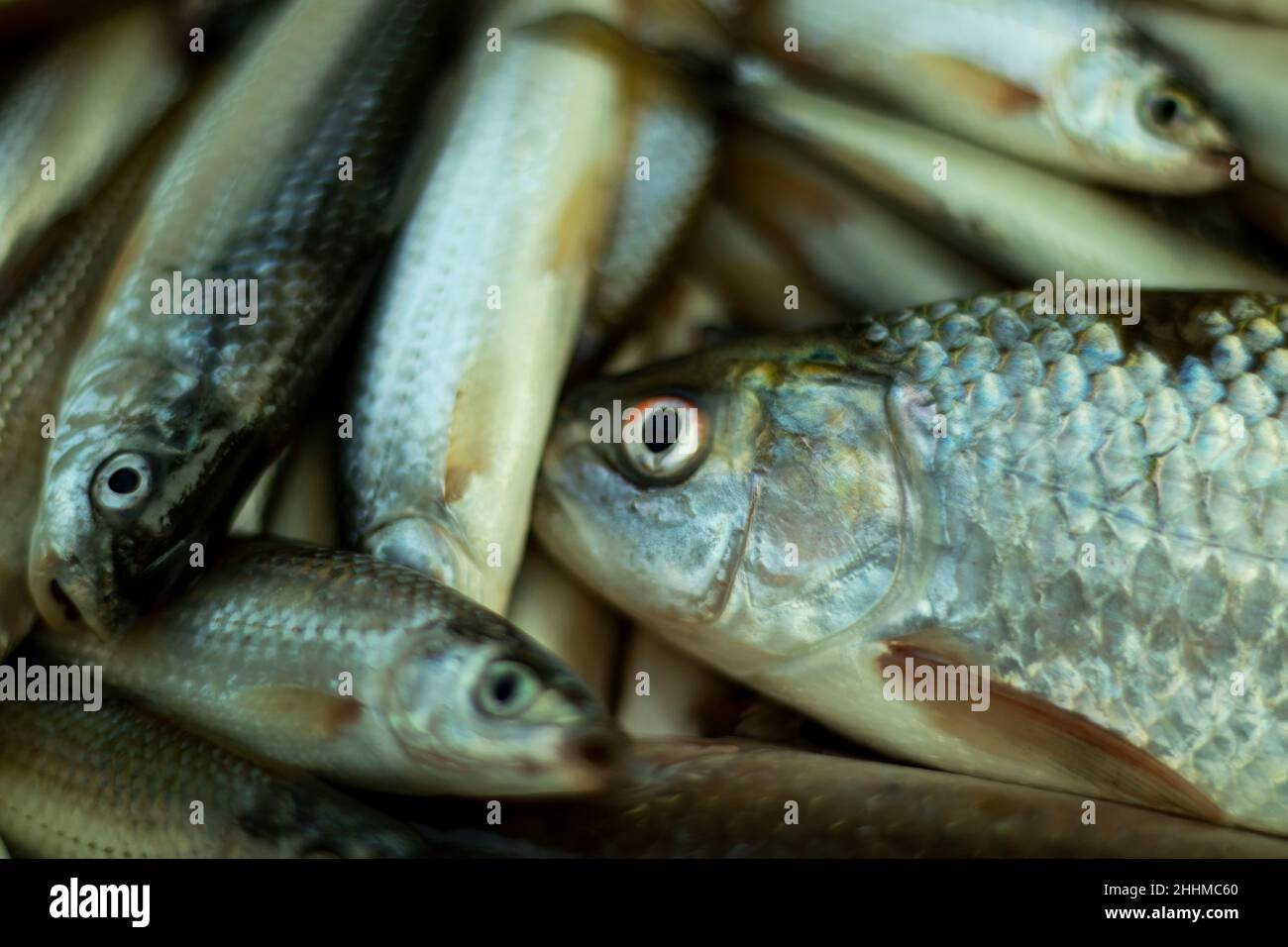The Small Fry Fish is the most common fish which you can find very ...