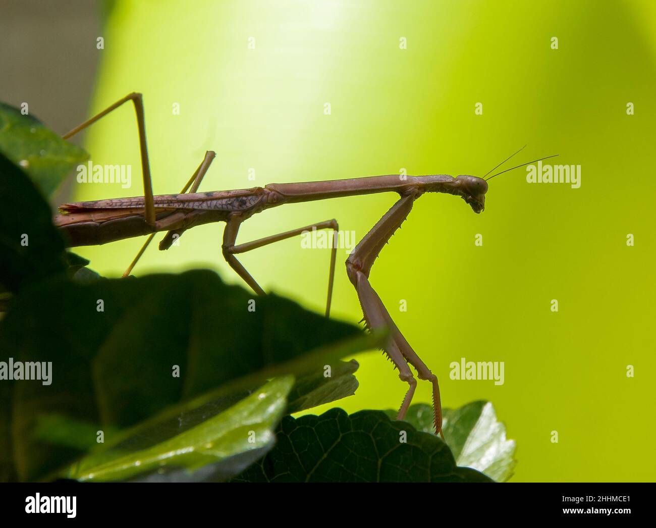 Large Brown Mantid (praying mantis) - Archimantis latistyla - on green ...
