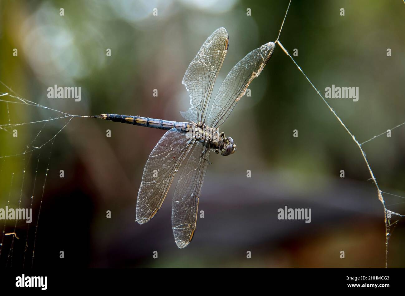 Female Blue skimmer dragonfly, Orthetrum caledonicum, caught in a ...